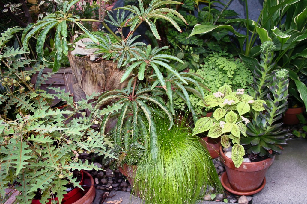 Plant Combinations – Gresham Lang Garden Design, LLC