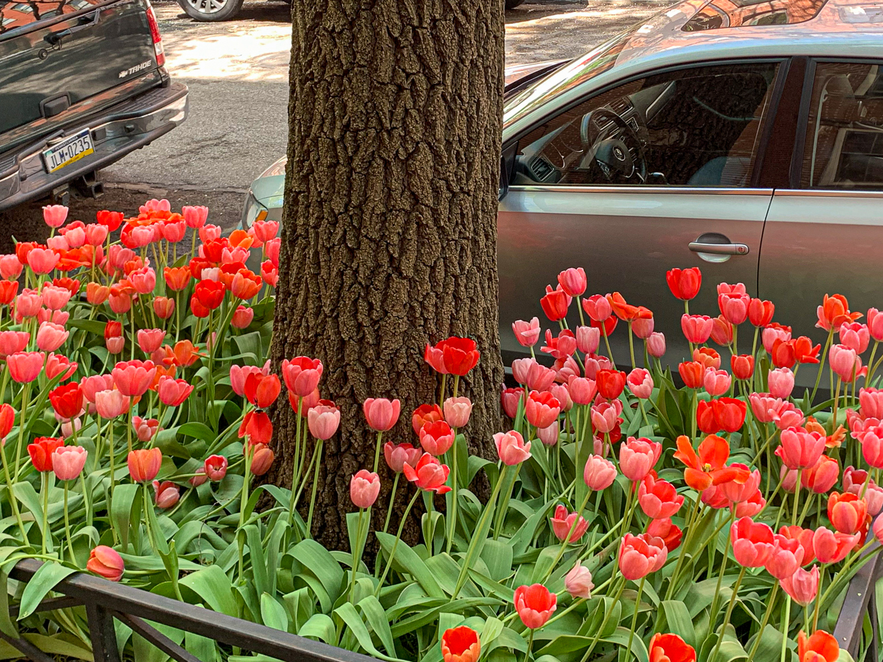 Spring Bulbs – Gresham Lang Garden Design, LLC