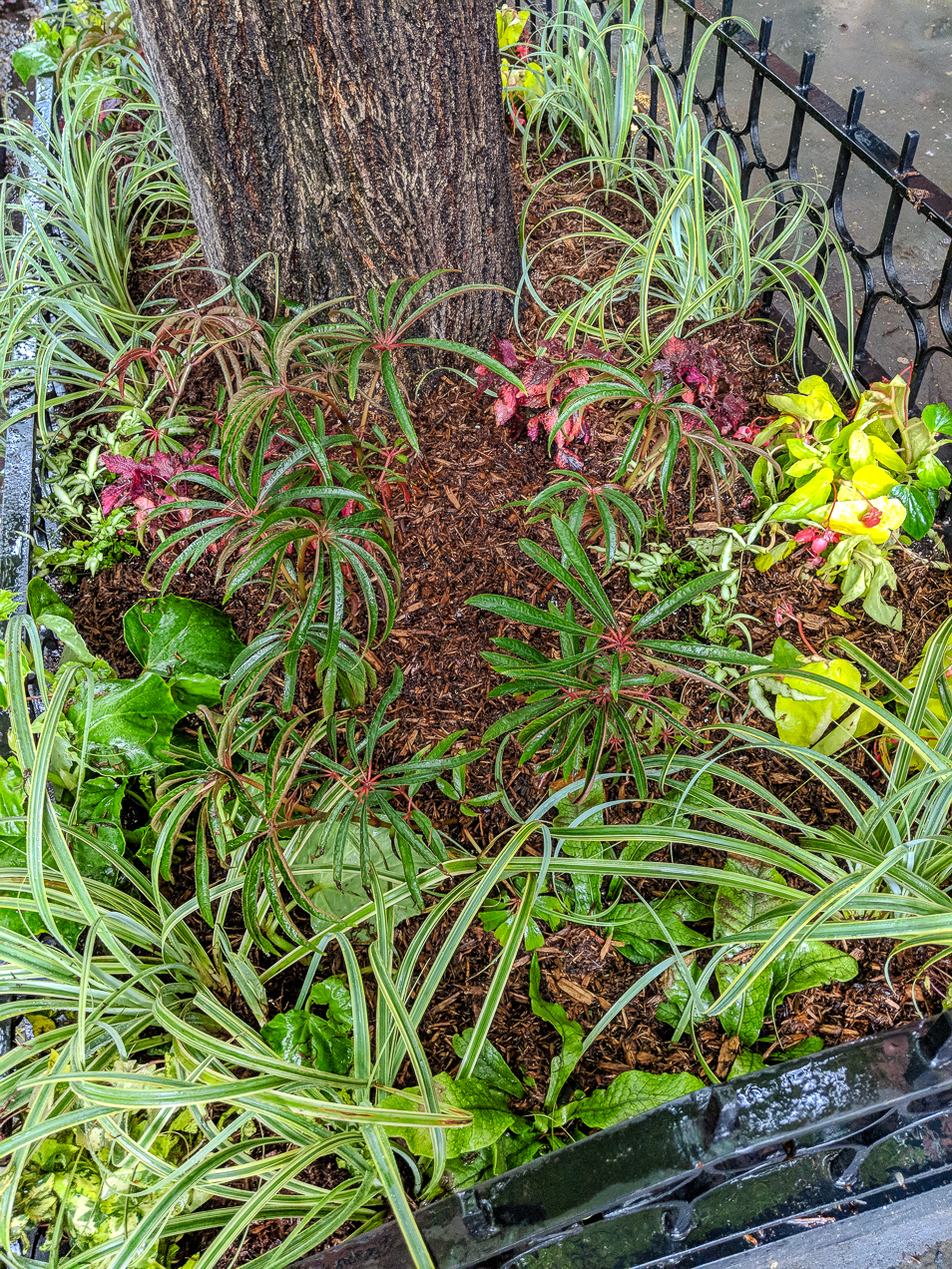 Summer Displays – Gresham Lang Garden Design, LLC